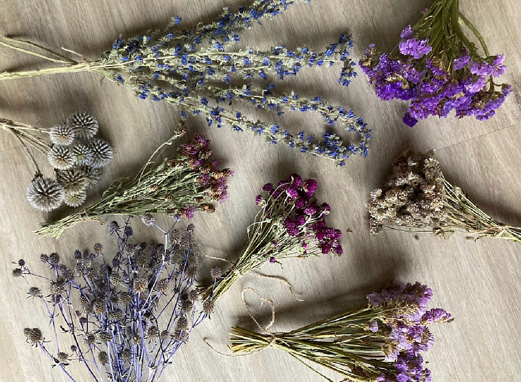 Sausie ziedi / Forums